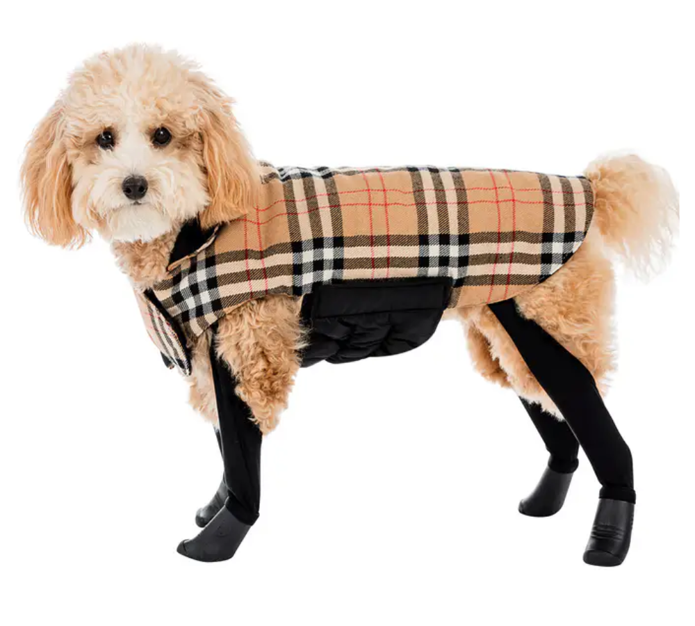 Health Benefits of Owning a Pet & Walkee Paws Leggings For Your Pet ...